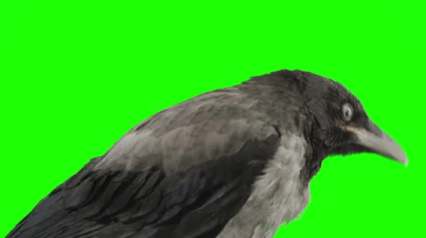 Crow Green Screen Stock Video Footage | Royalty Free Crow Green Screen ...