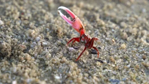 Close up shot of crustacean species, a w... | Stock Video | Pond5