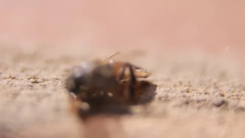 Close-up shot of an exhausted bee on the... | Stock Video | Pond5