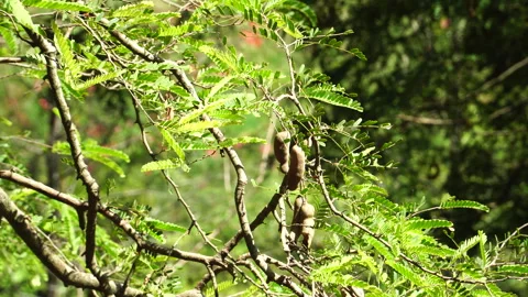 Close up shot of exotic Tamarin tree wit... | Stock Video | Pond5