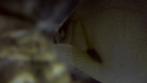 Close up shot of fish swimming by inside... | Stock Video | Pond5