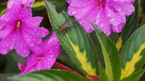 Green Leaf Petals Stock Videos – Royalty-Free HD & 4K Videos