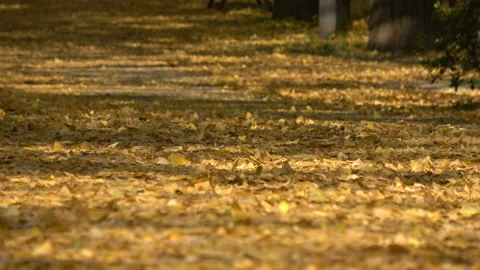 Close Up Shot of Footsteps on Fallen Lea... | Stock Video | Pond5