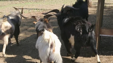 Close up shot of the goats fighting in t... | Stock Video | Pond5