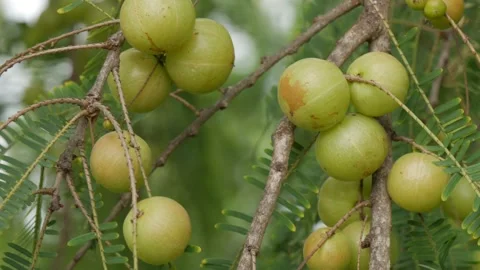Close up shot of indian gooseberry fruit... | Stock Video | Pond5