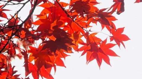 Close Up Shot of Japanese Maple Fall Fol... | Stock Video | Pond5