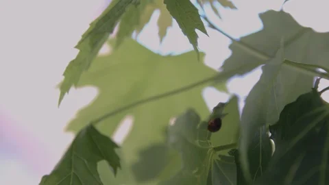 Close up shot of Ladybug walking across ... | Stock Video | Pond5