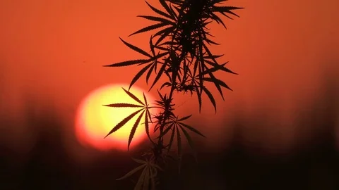 Marijuana Background Stock Footage ~ Royalty Free Stock Videos | Page 8