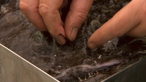 Monkfish Stock Video Footage | Royalty Free Monkfish Videos | Pond5