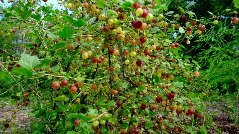 Bush Showing Stock Videos – Royalty-Free HD & 4K Videos | Pond5