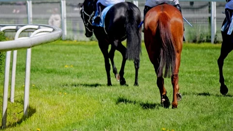 Close-up shot of muscular horse legs run... | Stock Video | Pond5