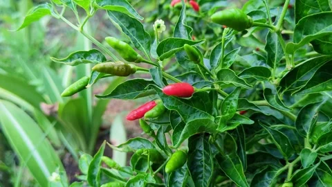 Close-up shot of the Philippine Siling l... | Stock Video | Pond5