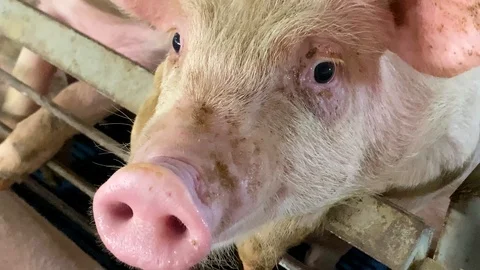 Pig Snout Stock Videos – Royalty-Free HD & 4K Videos