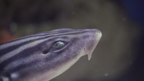 Close up shot of a pyjama shark resting ... | Stock Video | Pond5