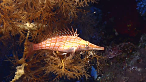 close shot of resting long nose hawk fis... | Stock Video | Pond5