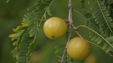 Close up shot of ripe amla or indian goo... | Stock Video | Pond5