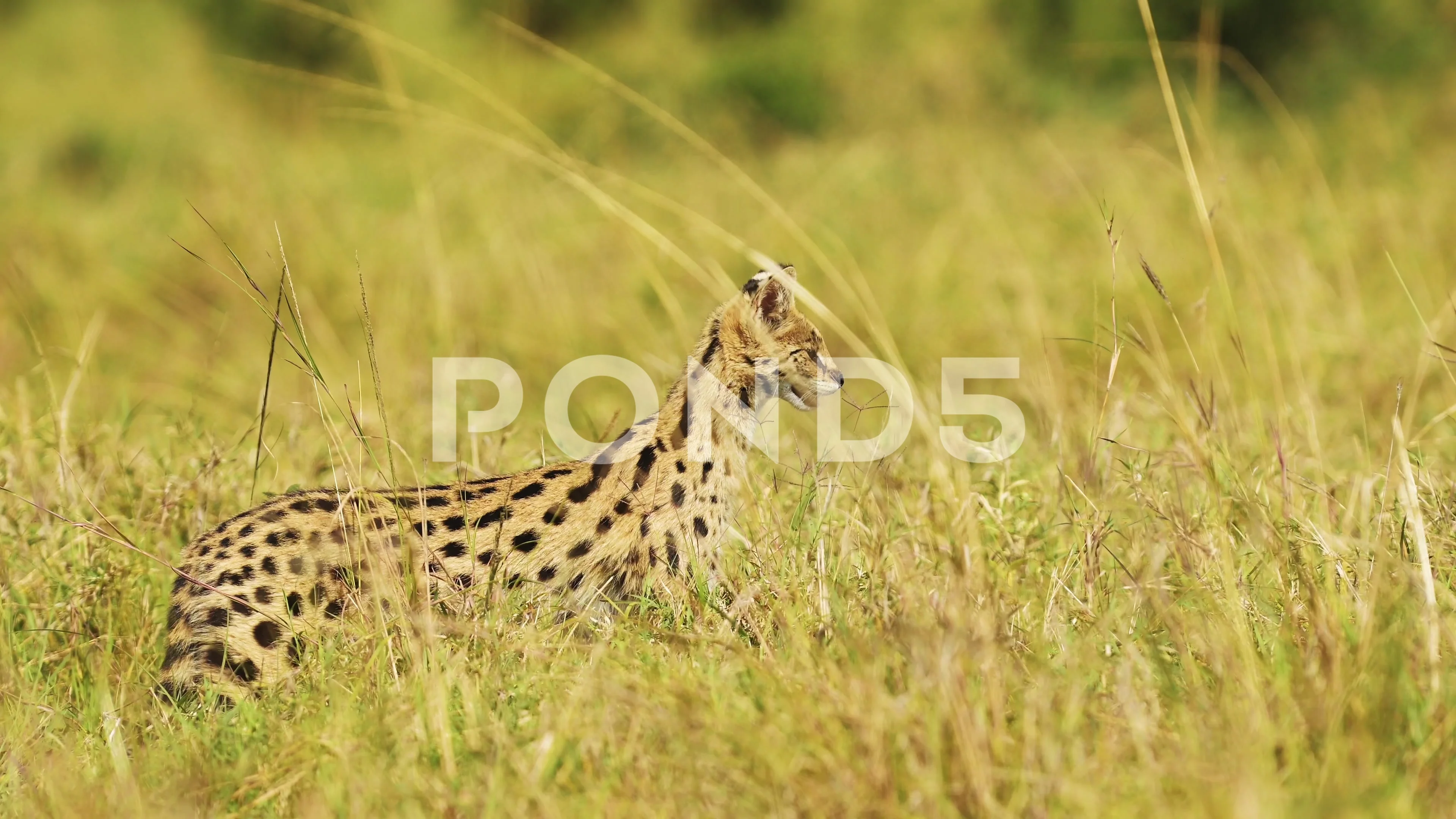 Serval Hunting
