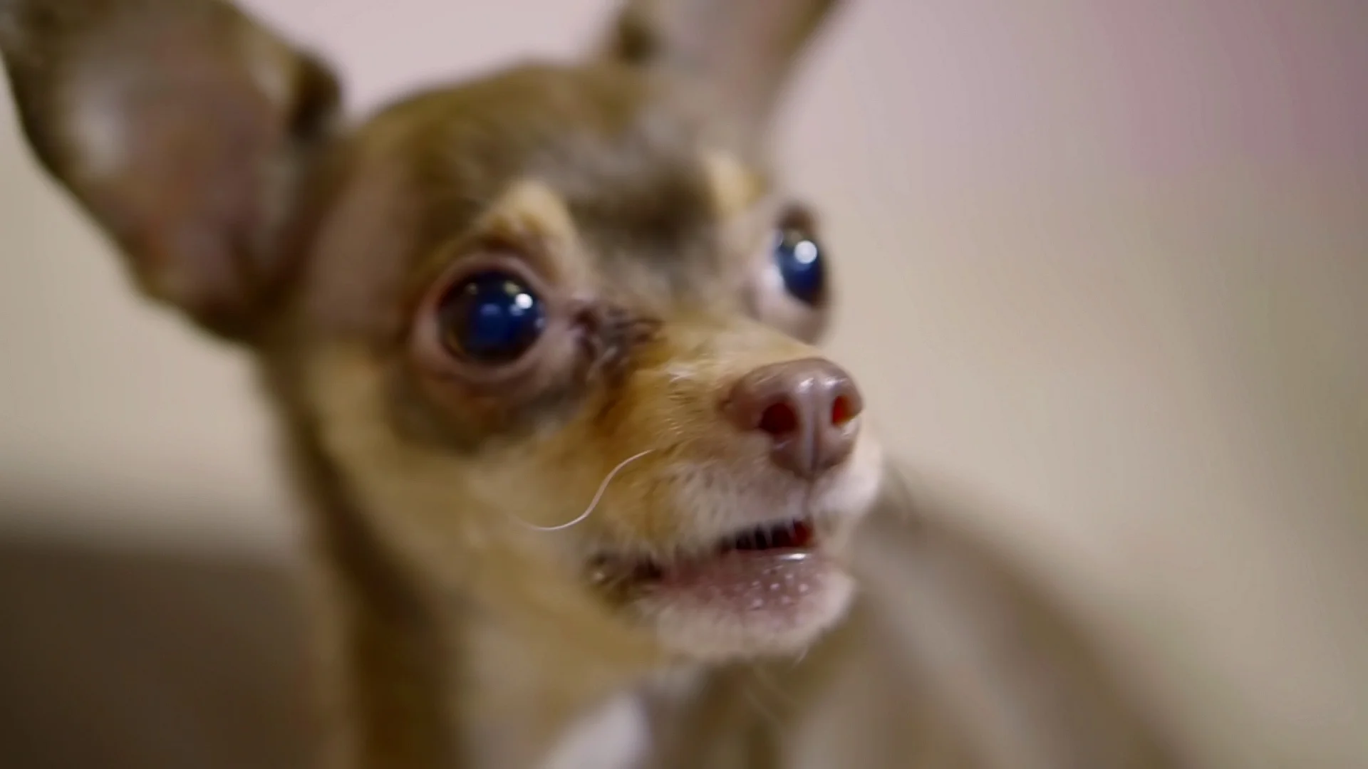 Angry Puppy Dog Eyes