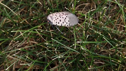Close-up shot of Spotted Lanternfly walk... | Stock Video | Pond5