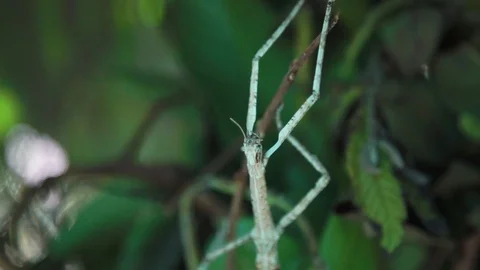 Stick Insect Stock Video Footage | Royalty Free Stick Insect Videos | Pond5