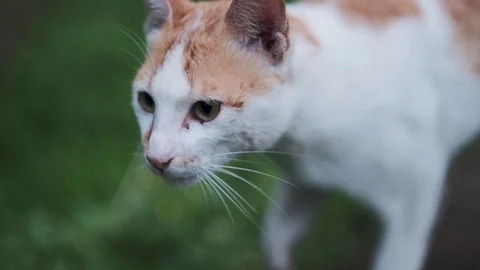 Close up shot of a stray cat jumping, on... | Stock Video | Pond5