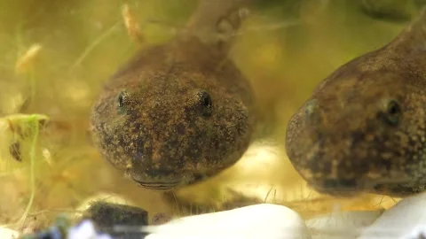 Tadpole Stock Video Footage | Royalty Free Tadpole Videos | Pond5