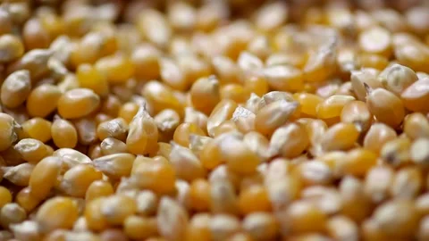 4K Movie Seeds Stock Videos – Royalty-Free HD & 4K Videos