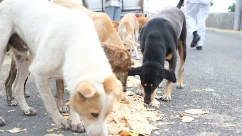 Close For Thanks Stock Videos – Royalty-Free HD & 4K Videos