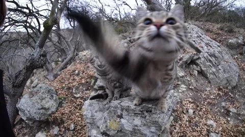 Kitty Two Time Stock Videos – Royalty-Free HD & 4K Videos