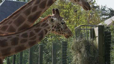 Two Shot West Stock Videos – Royalty-Free HD & 4K Videos | Pond5