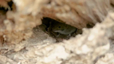 Close-up shot of wild field mouse hiding... | Stock Video | Pond5