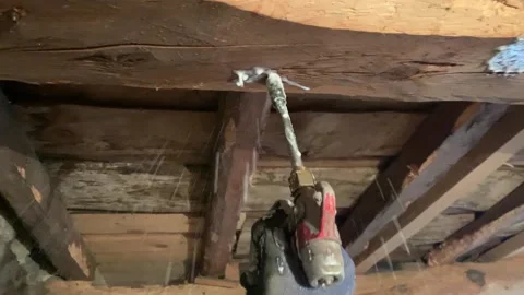 Close Up Shot Of Wood Boring Insects Tre... | Stock Video | Pond5