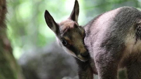 Close up shot of young baby Capra Ibex i... | Stock Video | Pond5