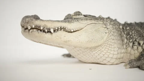 Close up side profile of American Alliga... | Stock Video | Pond5