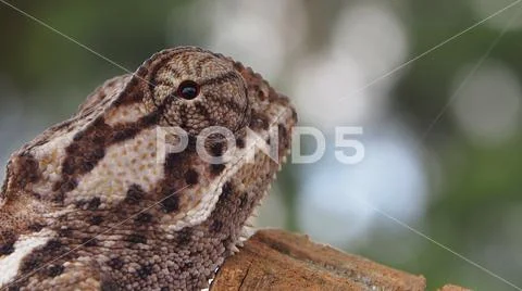 Close up of side profile of smooth chameleon - Chameleo laevigatus ...