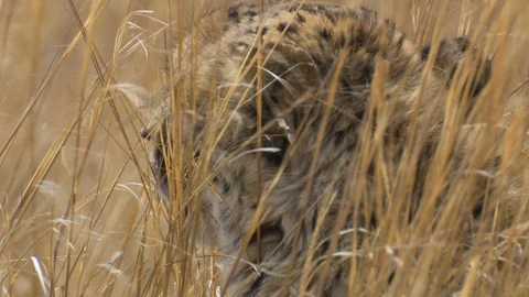 Close-up side view of a cheetah's face a... | Stock Video | Pond5