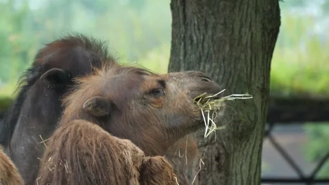 Close side view of face of camel chewing... | Stock Video | Pond5