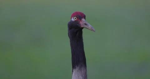 Close-up side view of a stunningly beaut... | Stock Video | Pond5