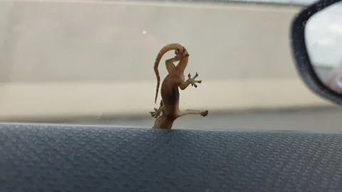 Sticky Feet Stock Footage ~ Royalty Free Stock Videos | Pond5