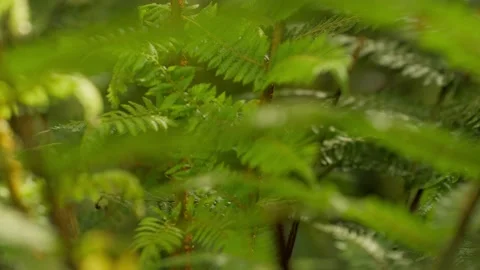 Close up of silver fern leaves in native... | Stock Video | Pond5