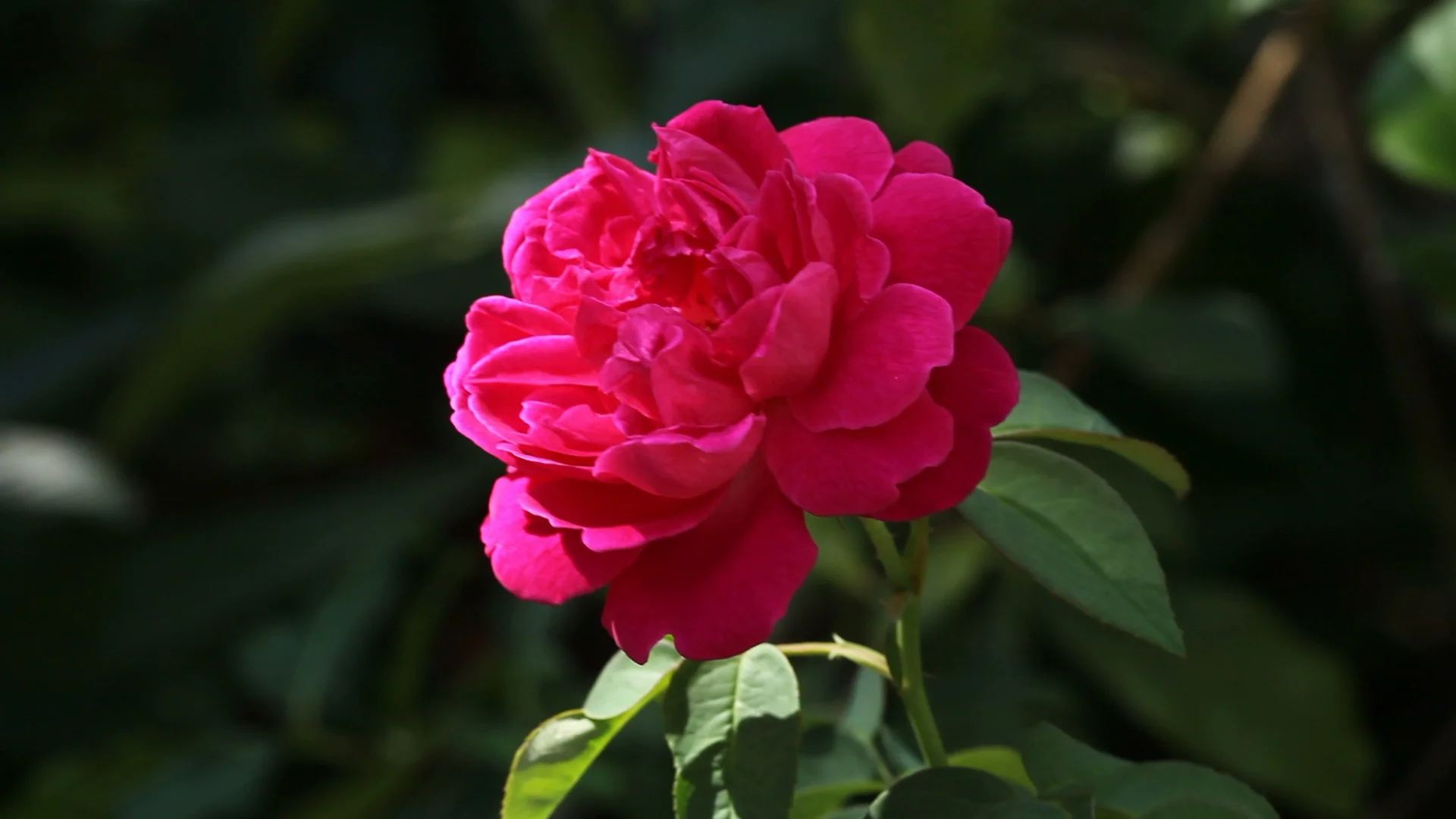 Natural Rose Flower Hd Images | Best Flower Site