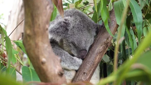 Sleeping Koala Stock Videos – Royalty-Free HD & 4K Videos | Page 5