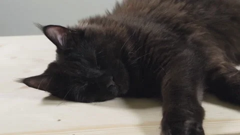 Close-up sliding shot of sleeping black ... | Stock Video | Pond5