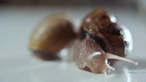 Close-up slimy body of snail with tentac... | Stock Video | Pond5