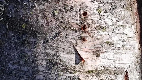 Close-up of slowly dripping birch sap. C... | Stock Video | Pond5