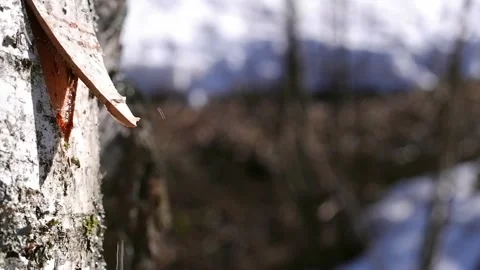 Close-up of slowly dripping birch sap. C... | Stock Video | Pond5