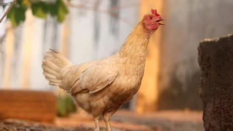 Buff Chicken Luttle Stock Videos – Royalty-Free HD & 4K Videos | Pond5