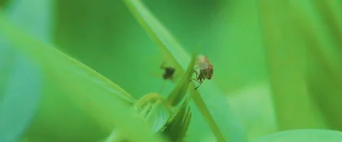 Close up of a small honey ant (Prenolepi... | Stock Video | Pond5