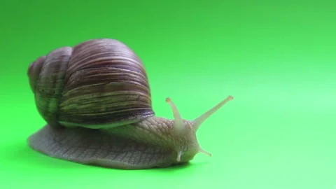 Close-up of a snail on a green screen. | Stock Video | Pond5