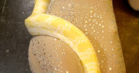 close-up of a snake on a female body. th... | Stock Video | Pond5